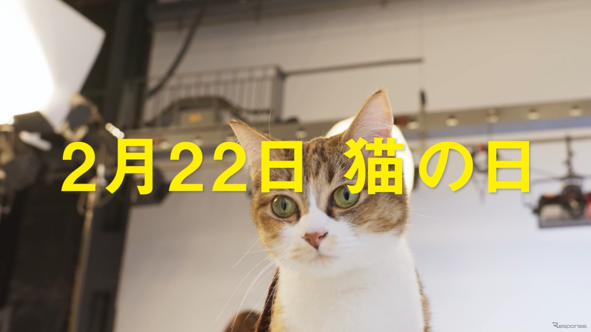 猫の事故原因は“かまって欲しい”から? 本音を聞いた動画公開 2月22日は猫の日 レスポンス(response Jp)